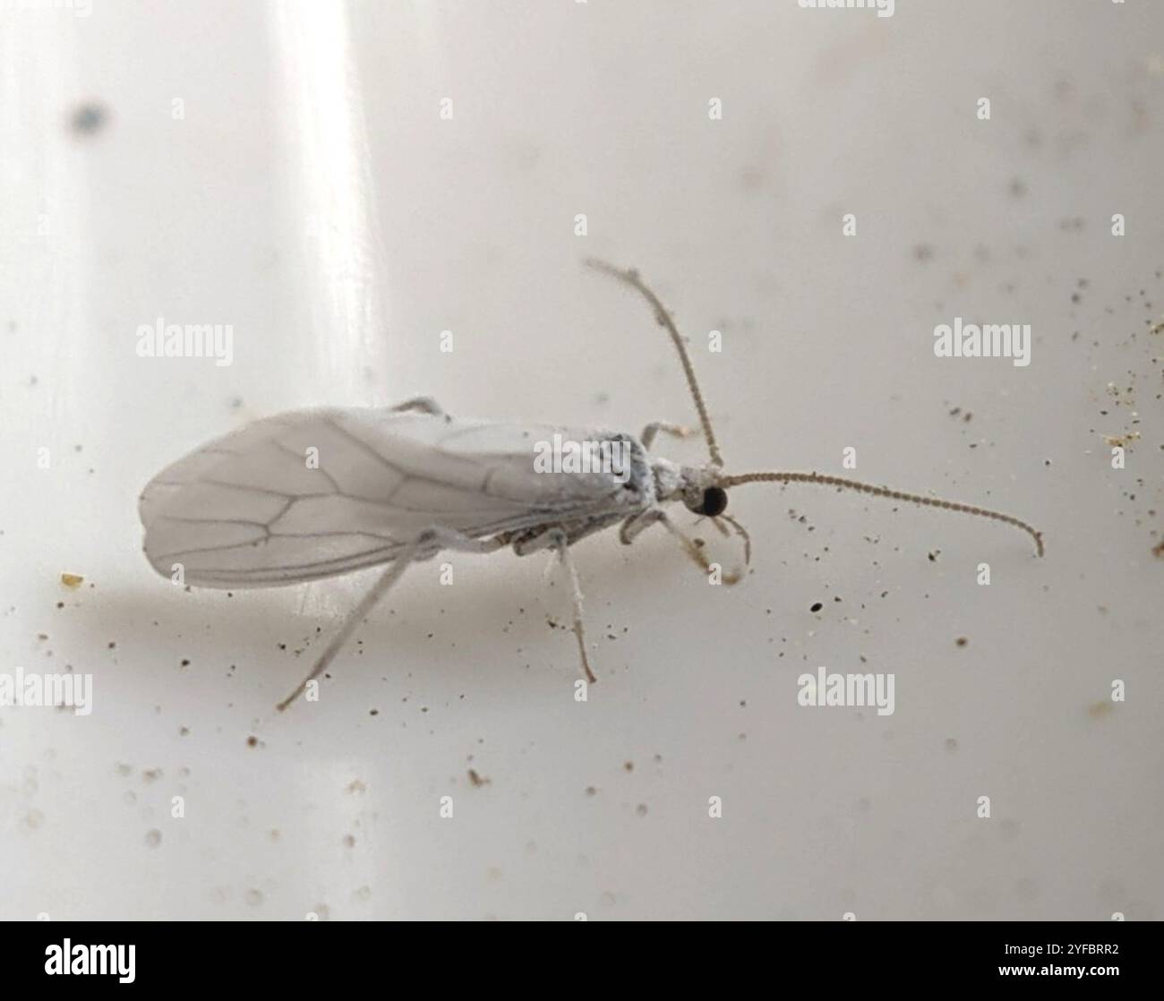 Dusty-winged Lacewings (Coniopterygidae Stock Photo - Alamy