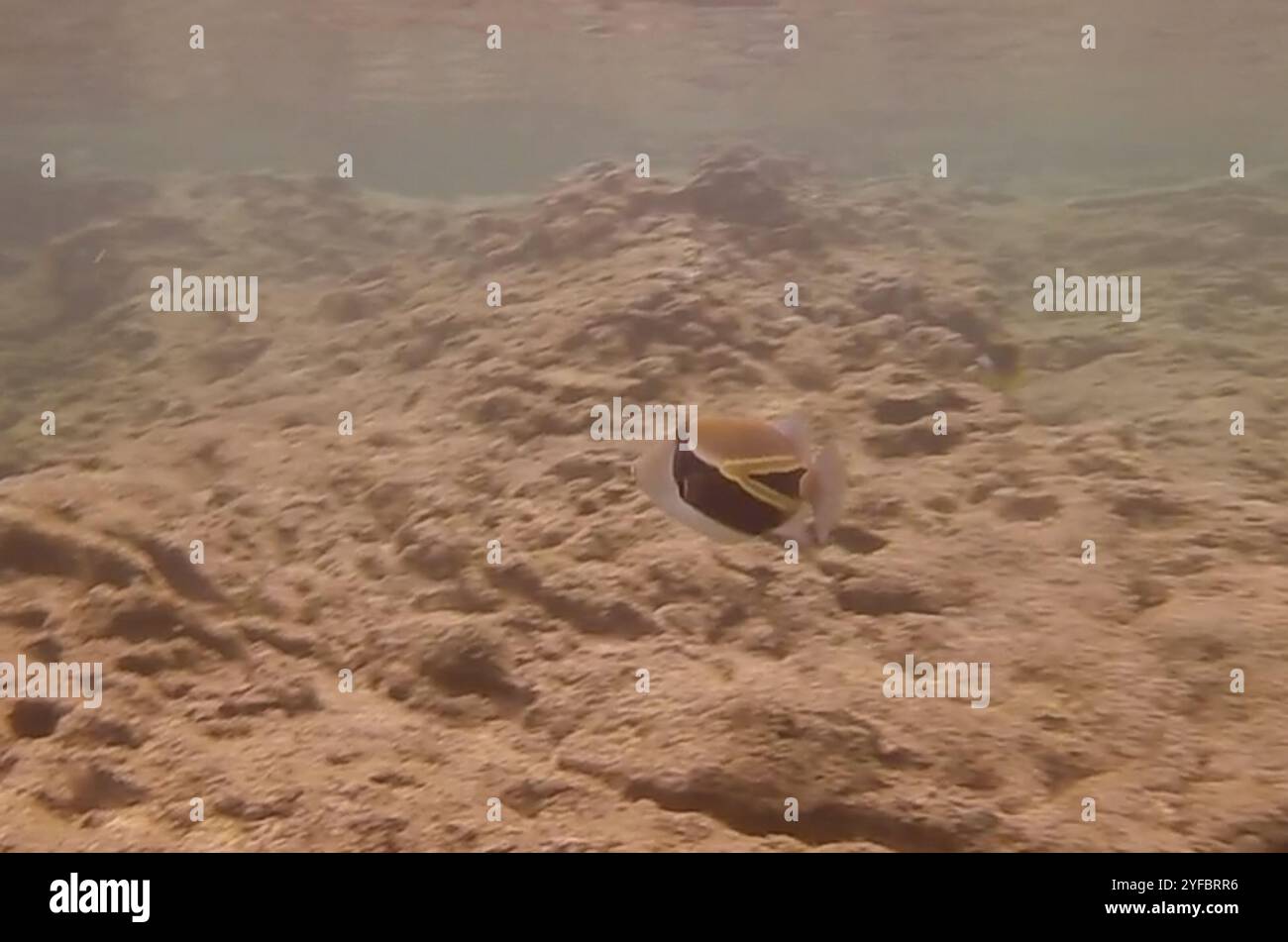 Wedgetail Triggerfish (Rhinecanthus rectangulus Stock Photo - Alamy