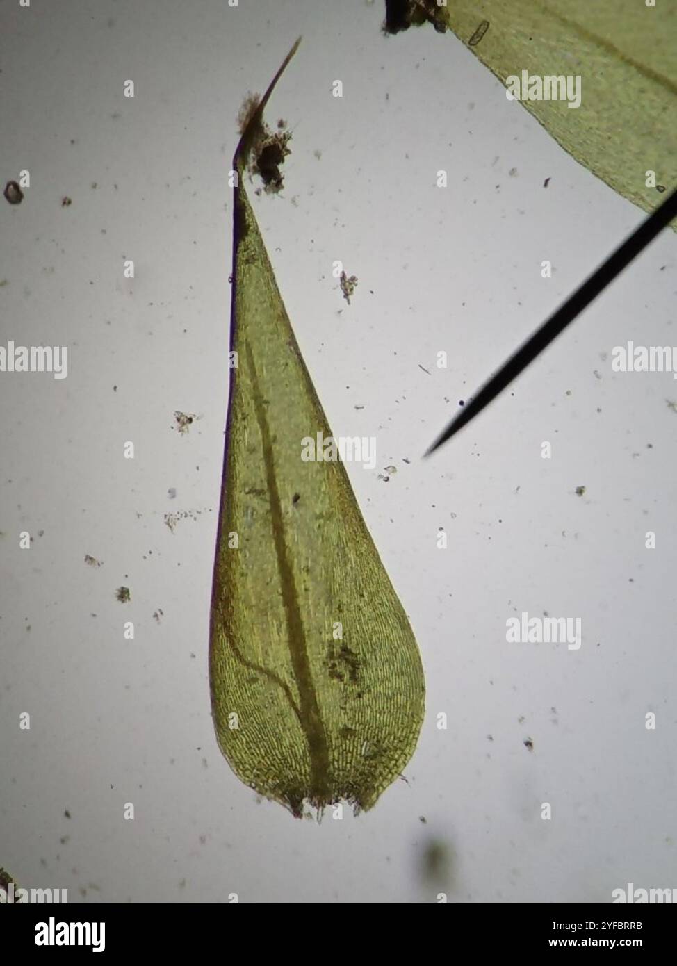 Streamside Leptodictyum Moss (Leptodictyum riparium Stock Photo - Alamy