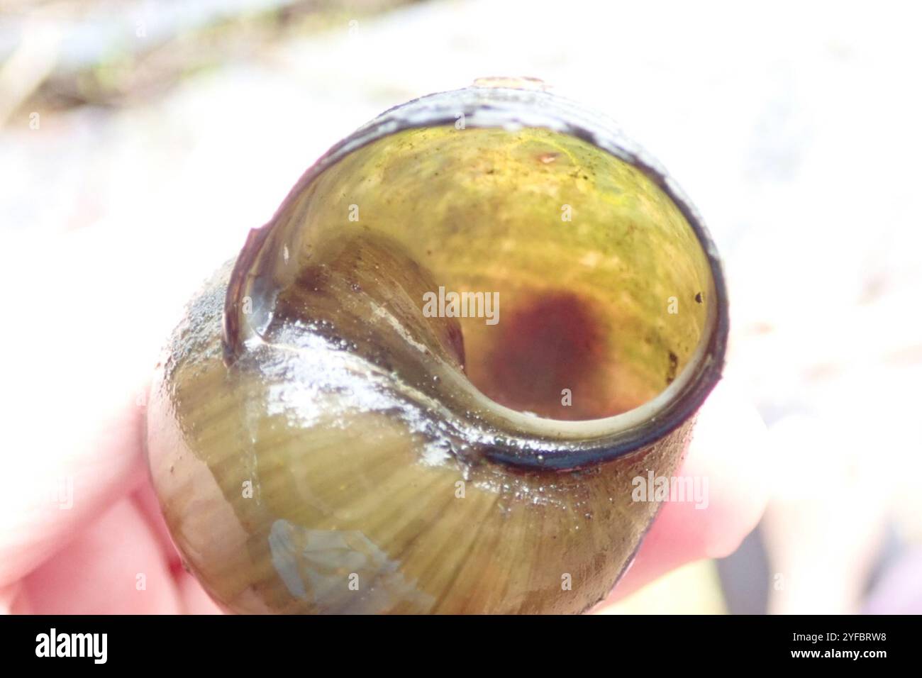 Cipangopaludina chinensis hi-res stock photography and images - Alamy