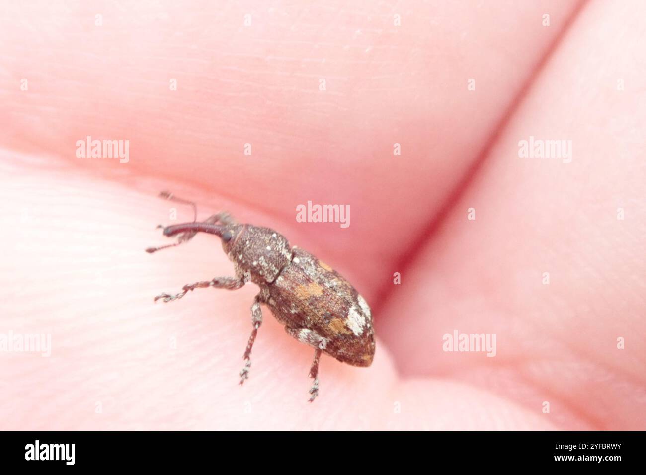 White Pine Weevil (Pissodes strobi Stock Photo - Alamy