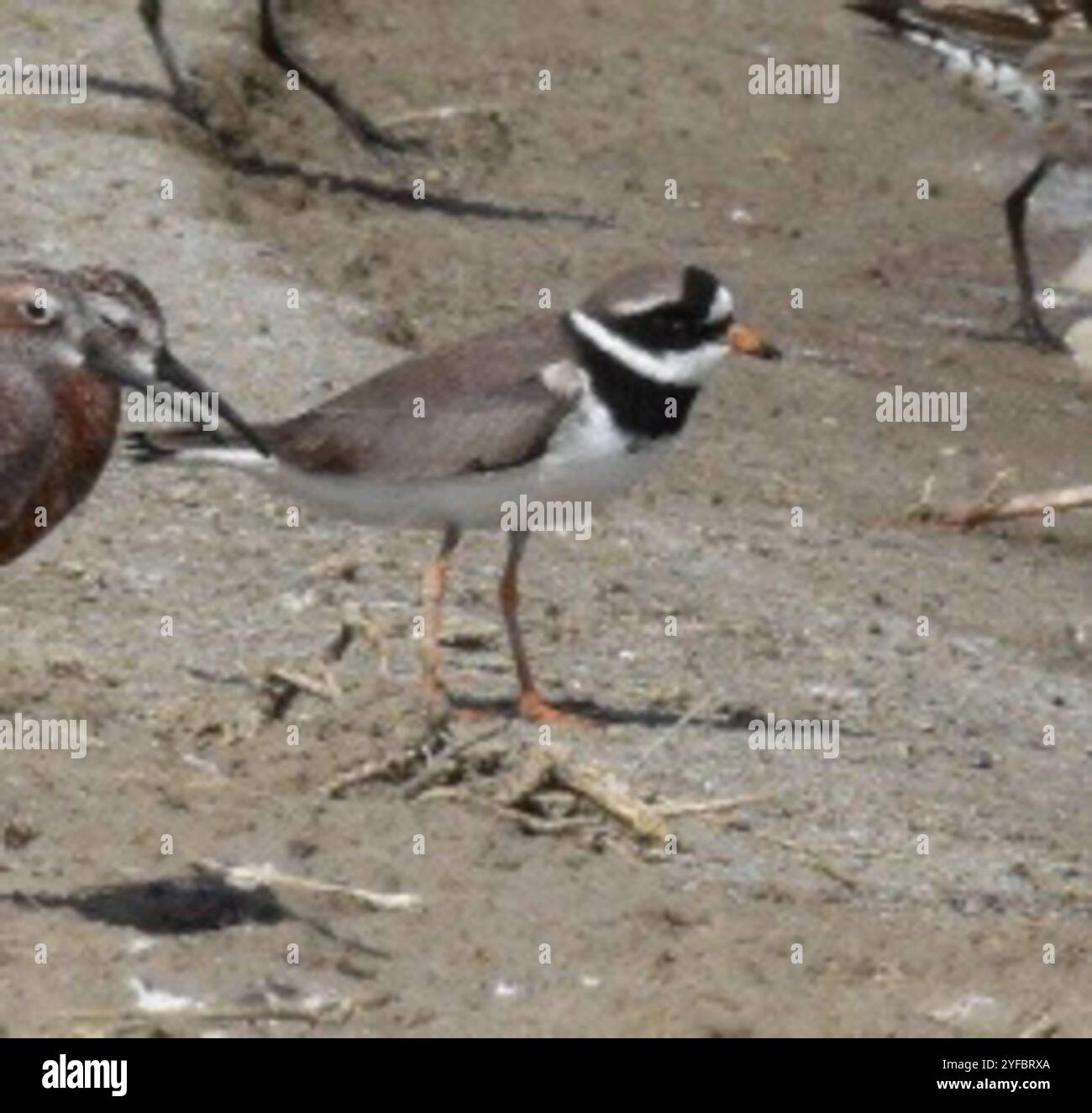 Common Ringed Plover (Charadrius hiaticula Stock Photo - Alamy