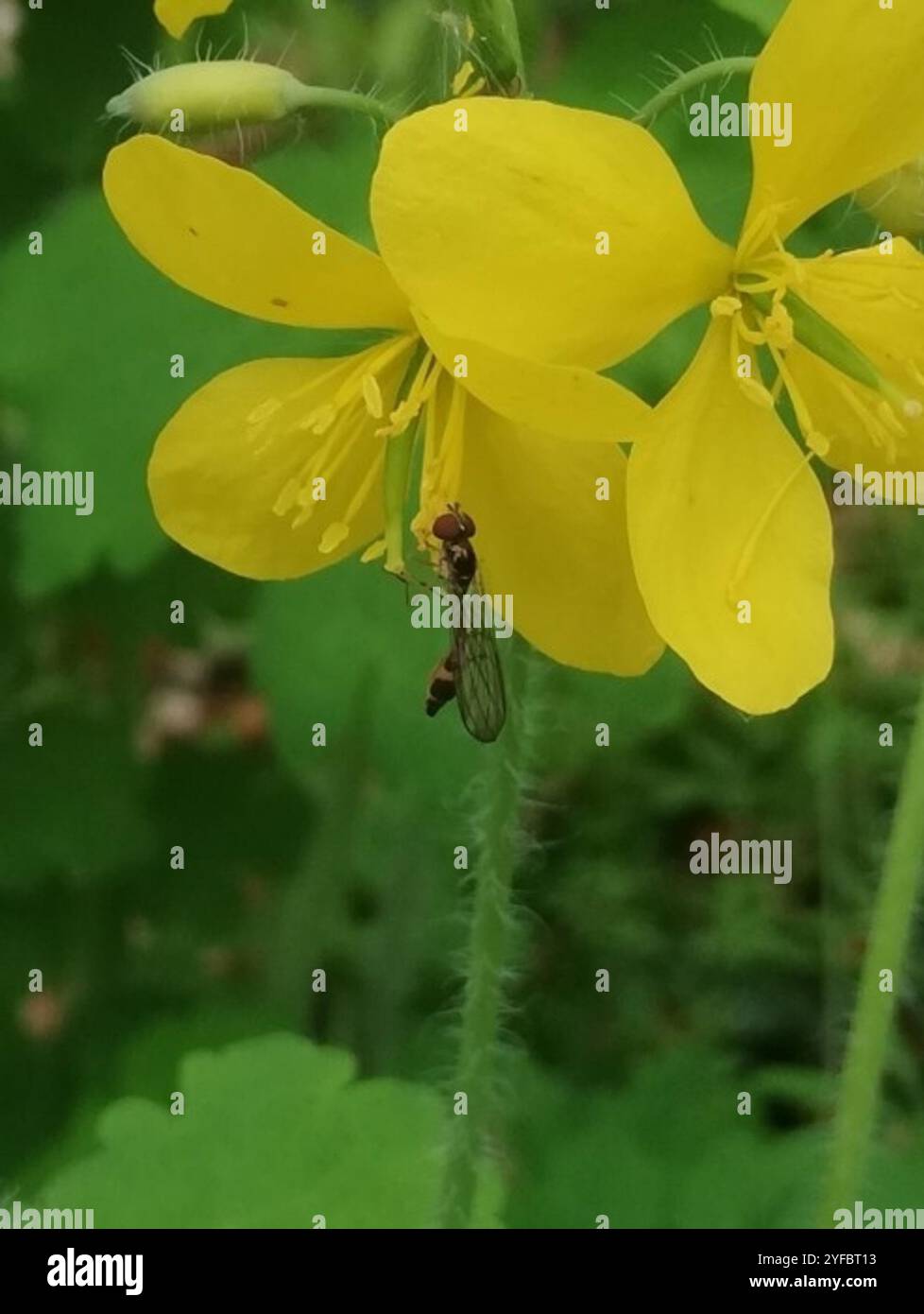 Common Dainty (Baccha elongata Stock Photo - Alamy
