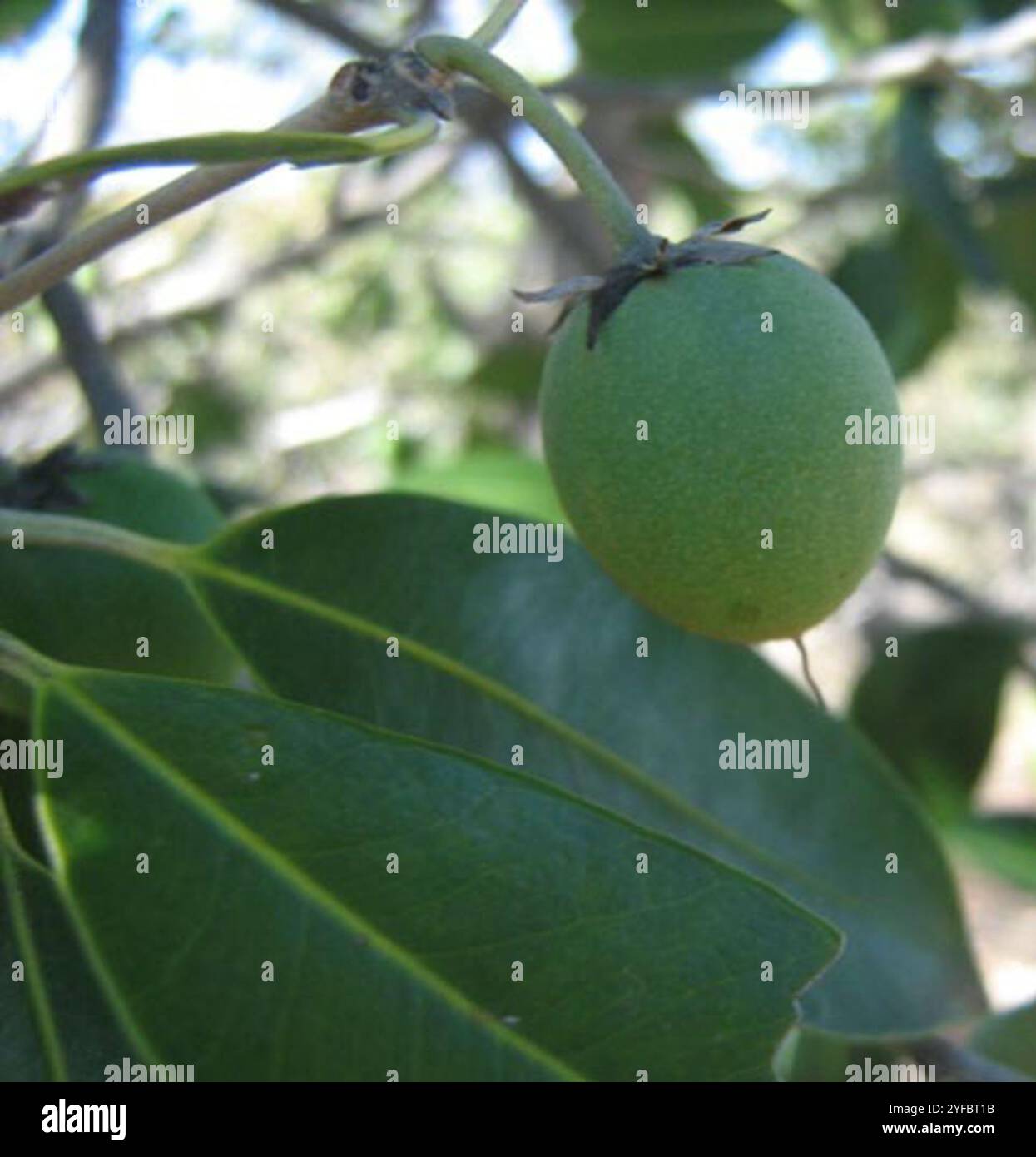 Transvaal Red Milkwood (Mimusops zeyheri Stock Photo - Alamy