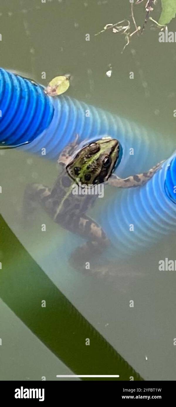 Pool frog complex and its kleptons (Pelophylax lessonae Stock Photo - Alamy