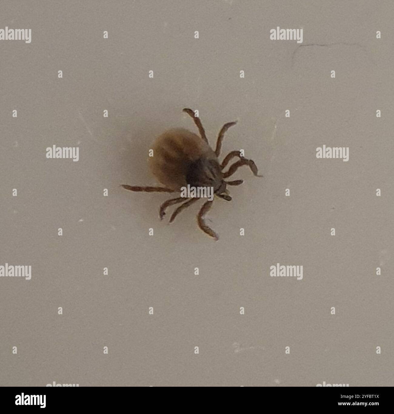 Castor Bean Tick (Ixodes ricinus Stock Photo - Alamy