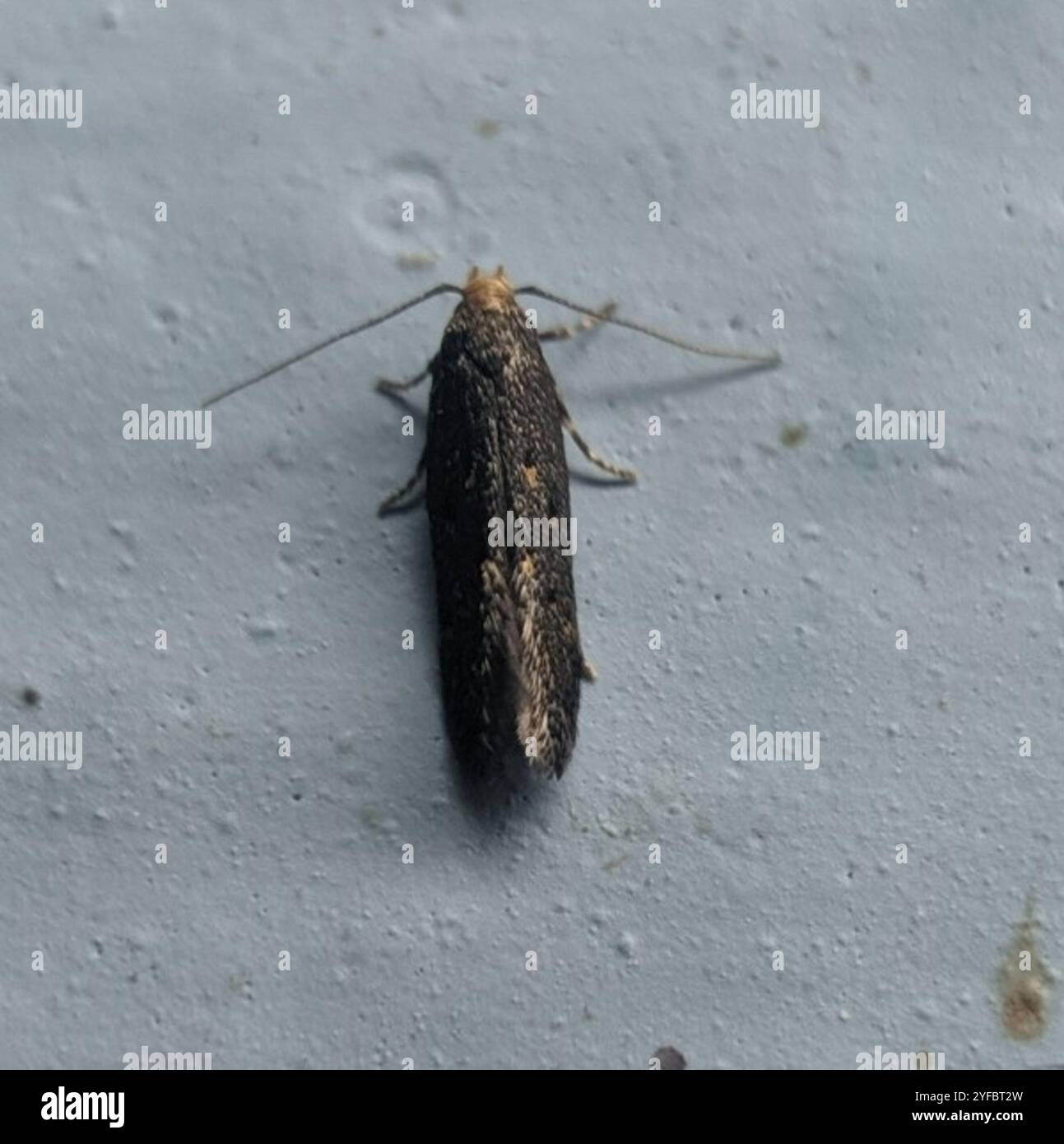 Twirler Moths (Gelechiidae Stock Photo - Alamy