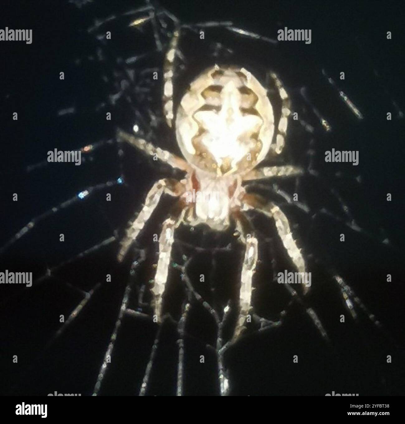 Furrow Spiders (Larinioides Stock Photo - Alamy
