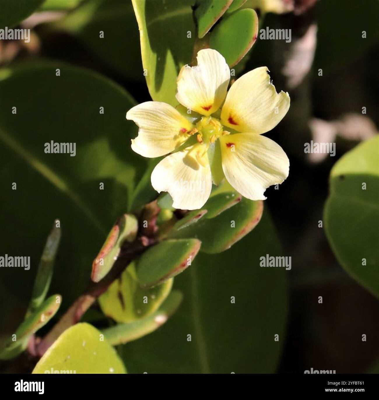 Beach Twinleaf (Roepera maritima Stock Photo - Alamy