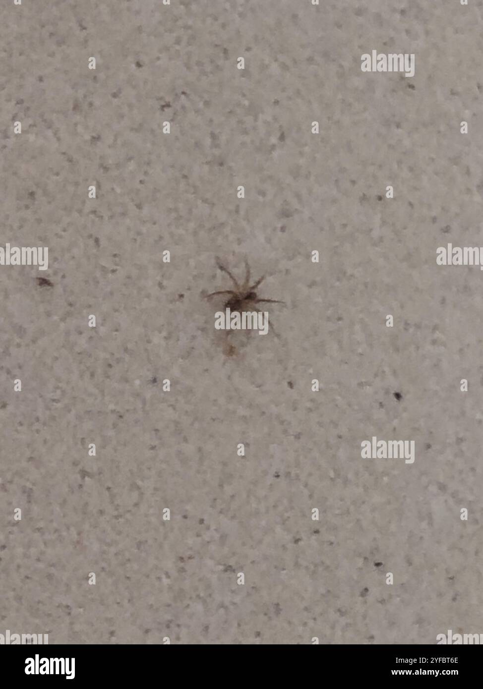 Wall Spiders (Oecobius Stock Photo - Alamy