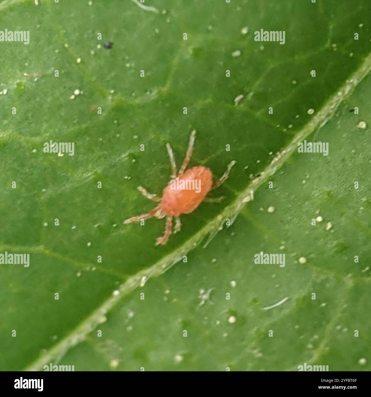 Velvet Mites, Chiggers, and Relatives (Trombidia Stock Photo - Alamy