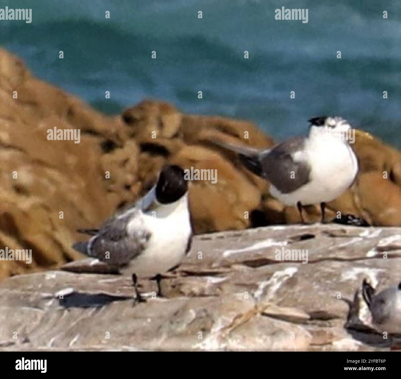 Great Crested Tern (Thalasseus bergii Stock Photo - Alamy
