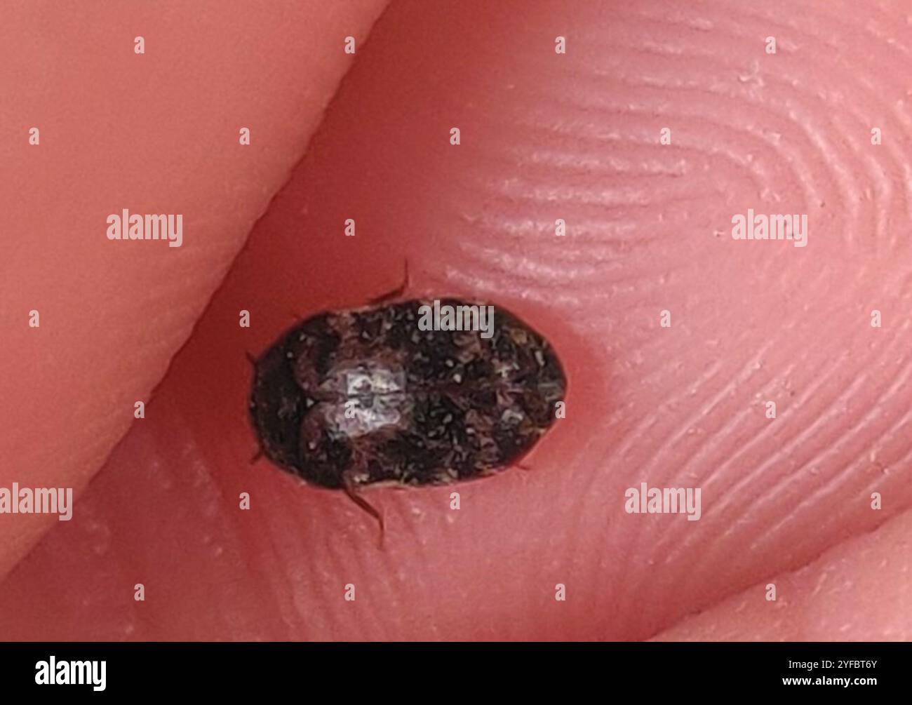 Skin Beetles (Dermestidae Stock Photo - Alamy