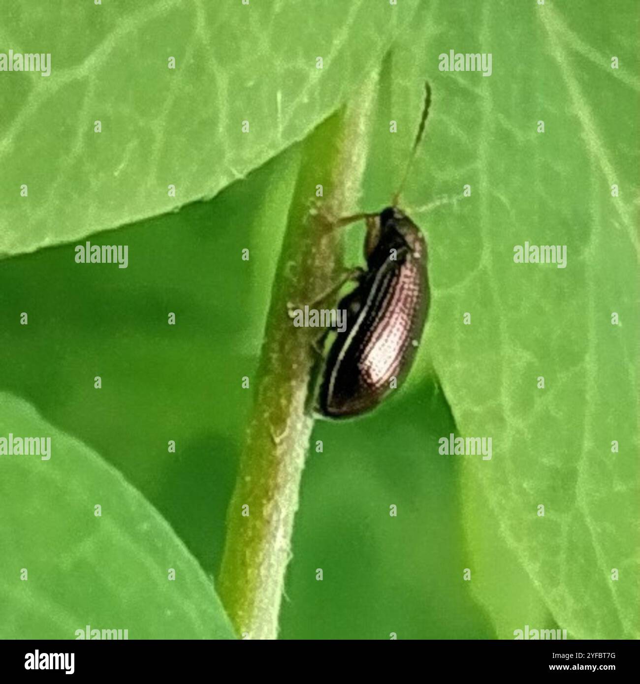 Leaf Beetles (Chrysomelidae Stock Photo - Alamy
