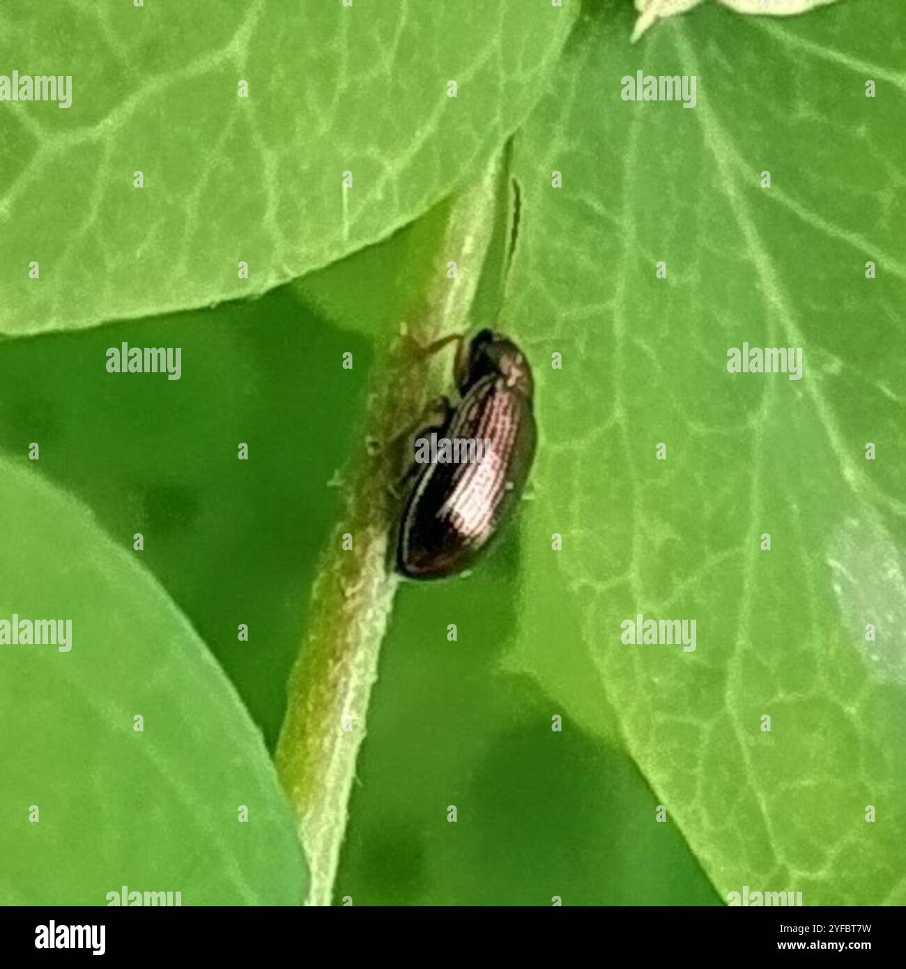 Leaf Beetles (Chrysomelidae Stock Photo - Alamy