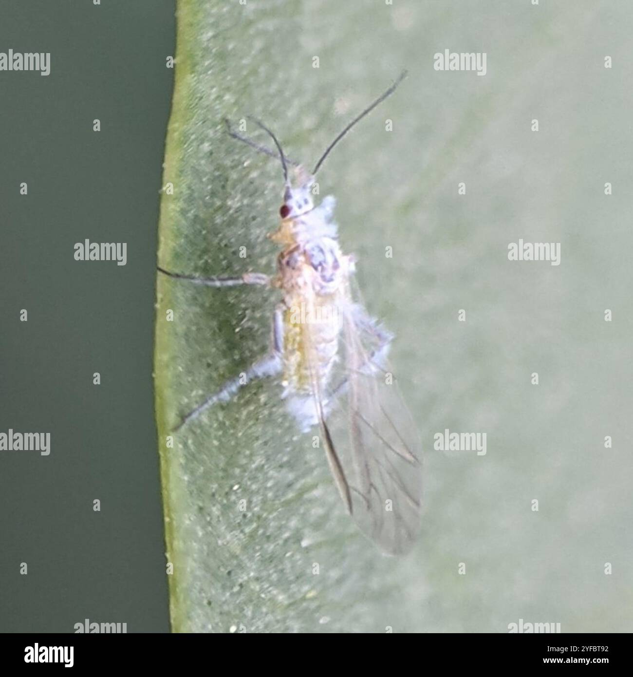 Phyllaphis fagi hi-res stock photography and images - Alamy