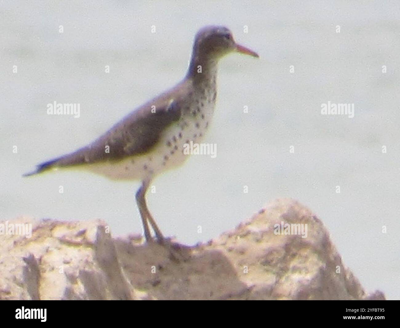 Spotted Sandpiper (Actitis macularius Stock Photo - Alamy