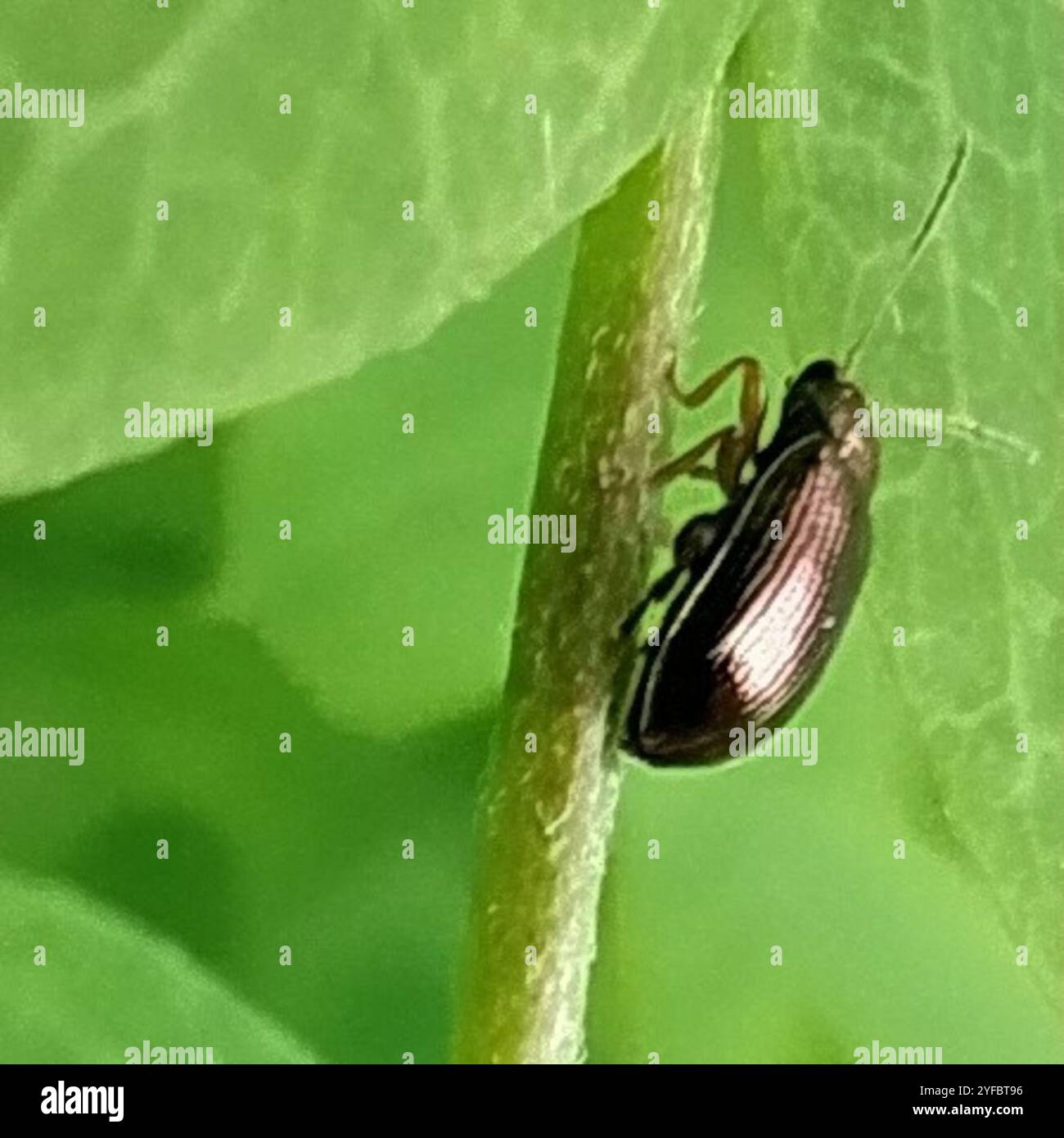 Leaf Beetles (Chrysomelidae Stock Photo - Alamy