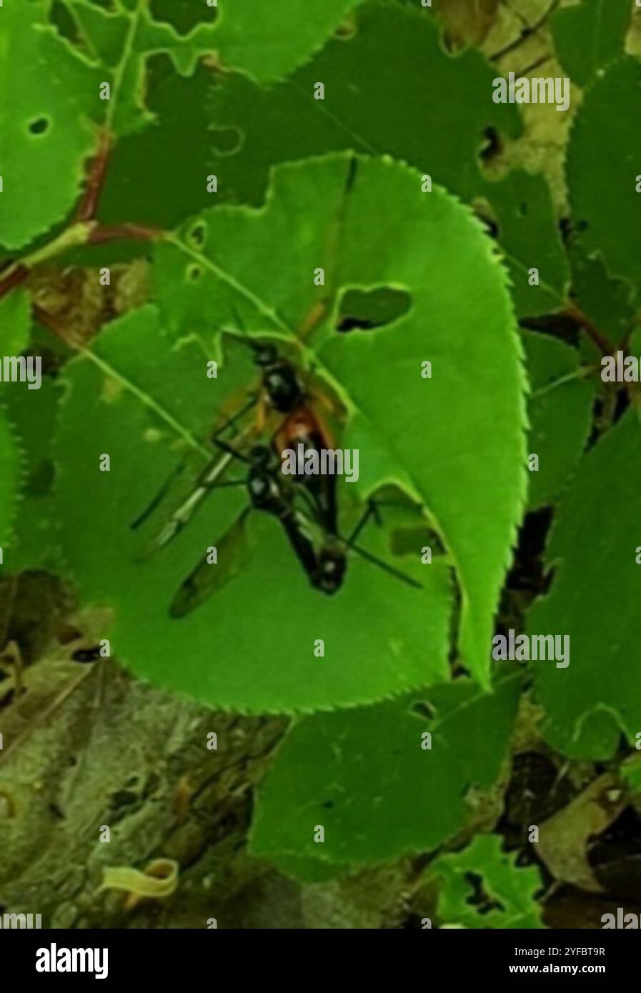 Antlered Crane Fly (Tanyptera dorsalis Stock Photo - Alamy