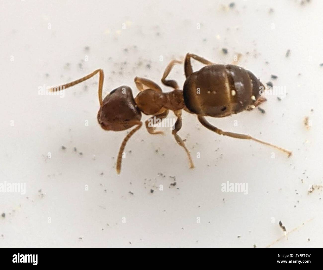 Brown Tree Ant (Lasius brunneus Stock Photo - Alamy