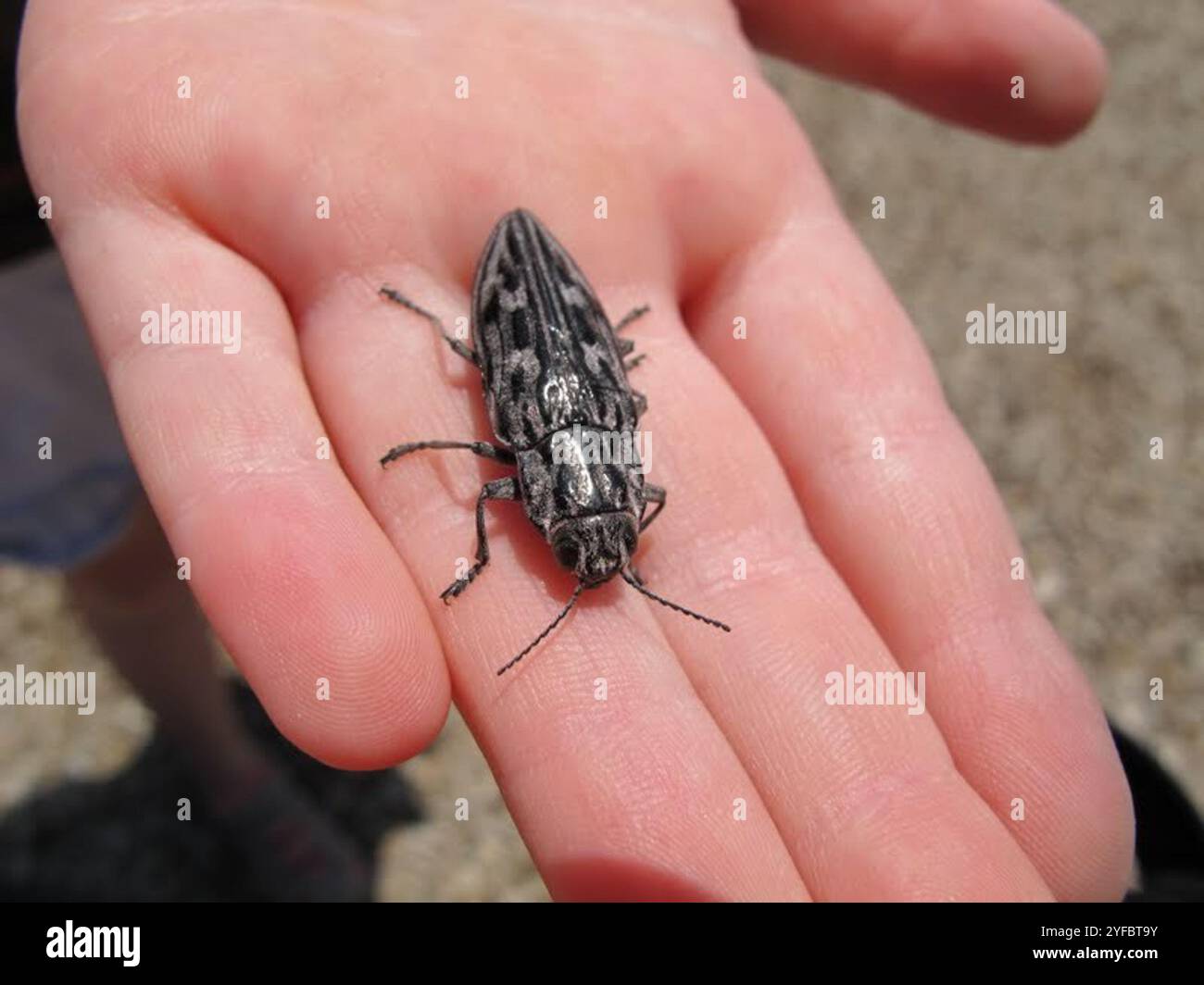 Western Sculptured Pine Borer (Chalcophora angulicollis Stock Photo - Alamy