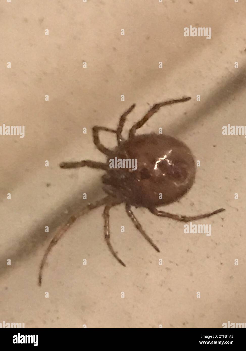 Triangulate Combfoot (Steatoda triangulosa Stock Photo - Alamy