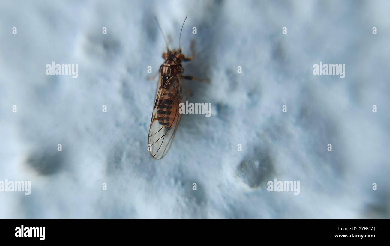 jumping plant lice (Psyllidae Stock Photo - Alamy