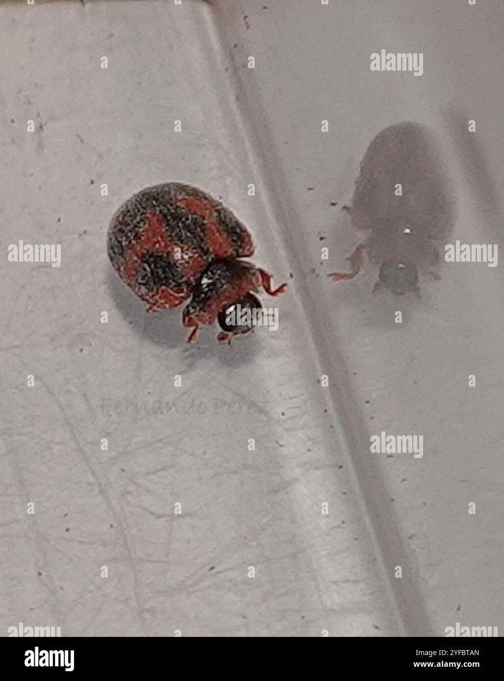 Novius cardinalis hi-res stock photography and images - Alamy