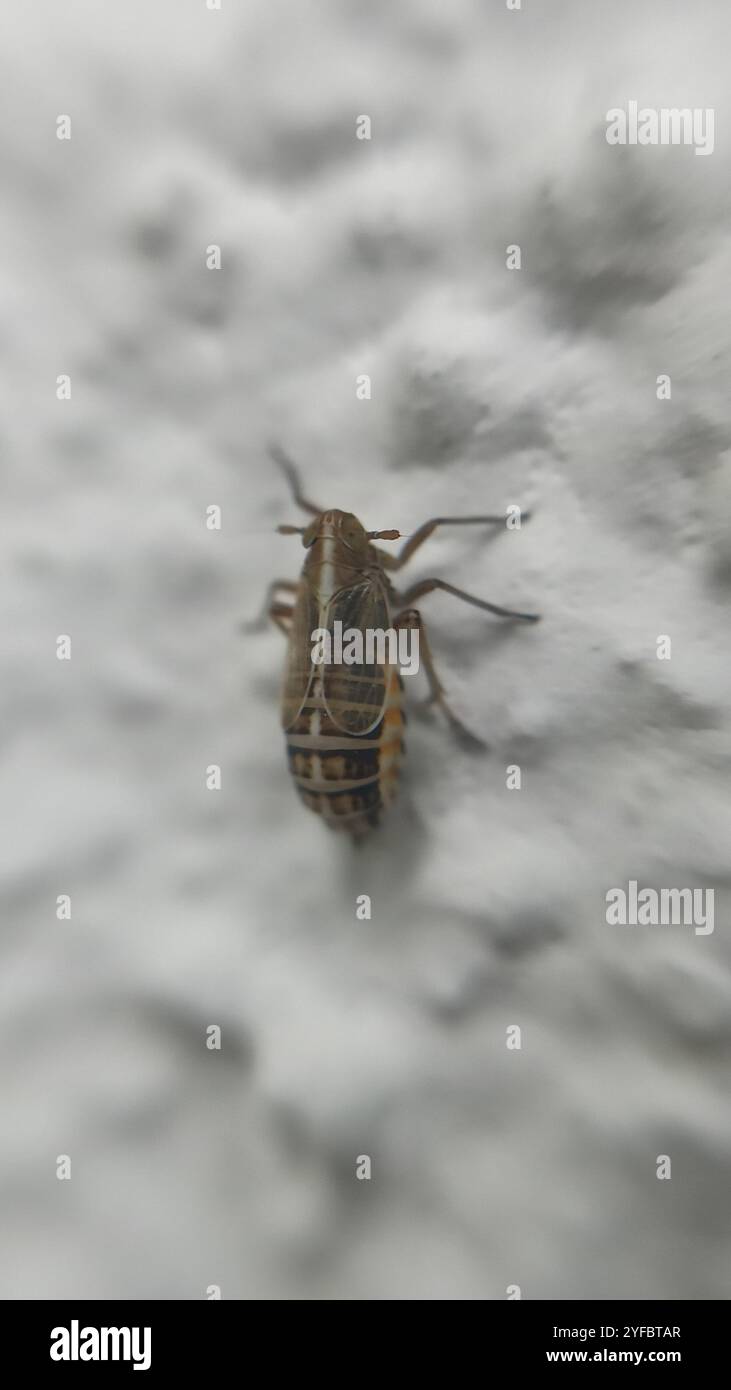 Delphacid planthoppers hi-res stock photography and images - Alamy