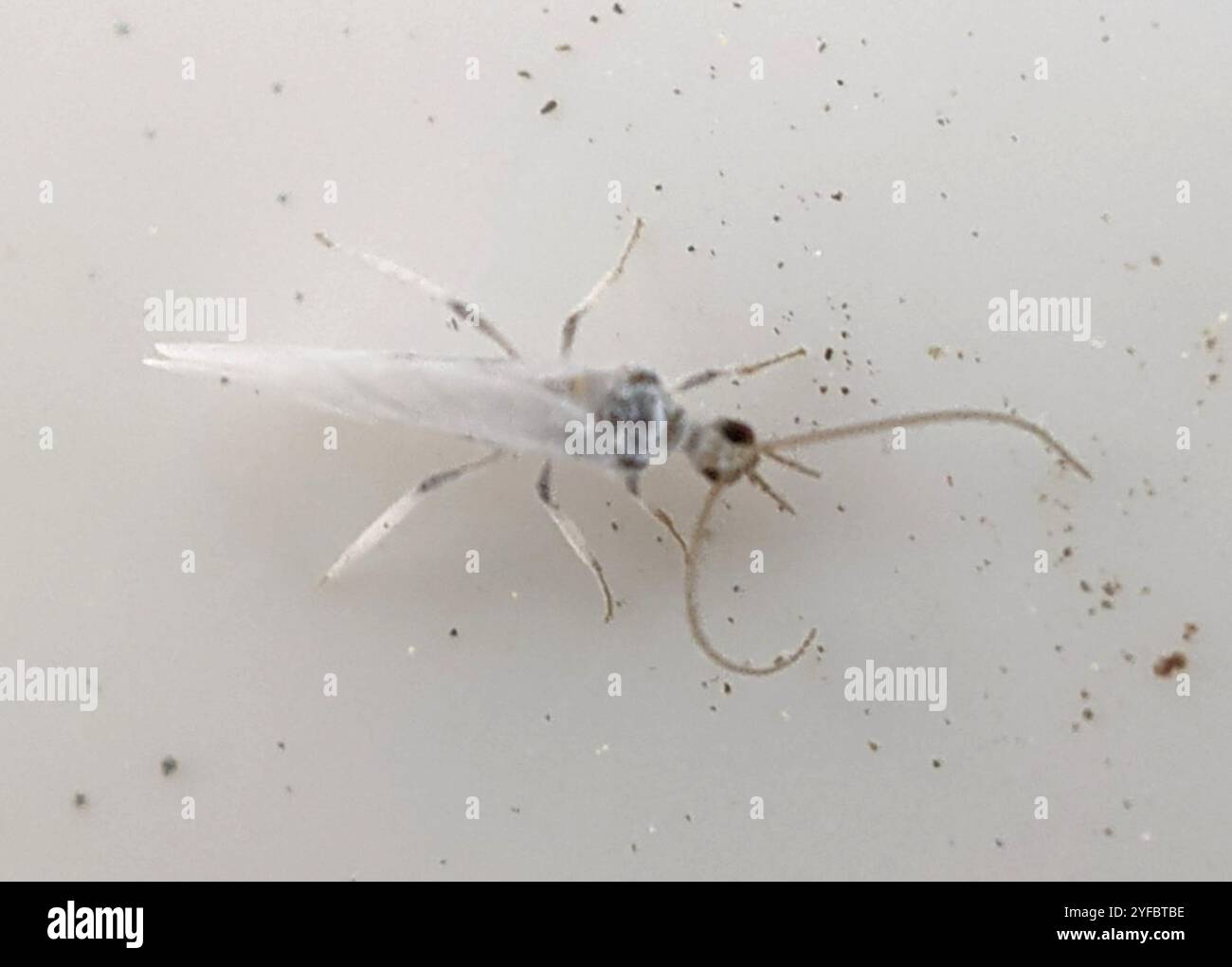 Dusty-winged Lacewings (Coniopterygidae Stock Photo - Alamy