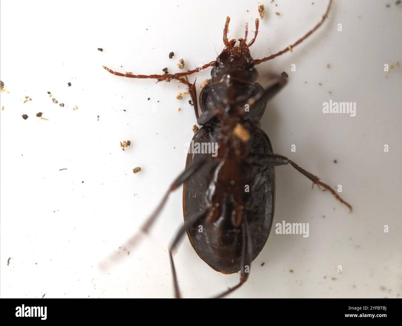 Gazelle Beetles (Nebria Stock Photo - Alamy