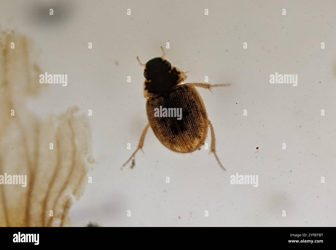 Laccobius hi-res stock photography and images - Alamy