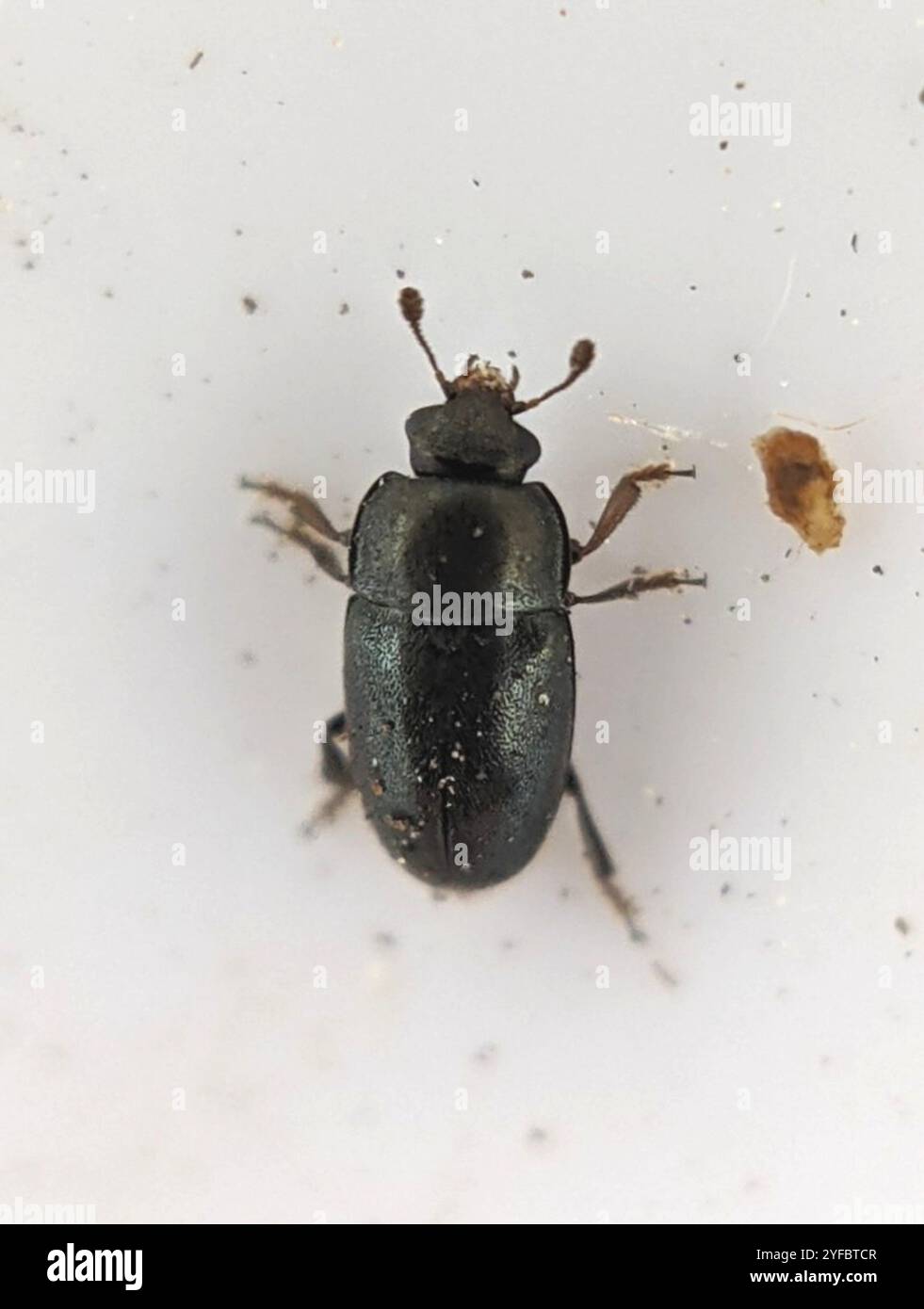 Common Pollen Beetle (Brassicogethes aeneus Stock Photo - Alamy