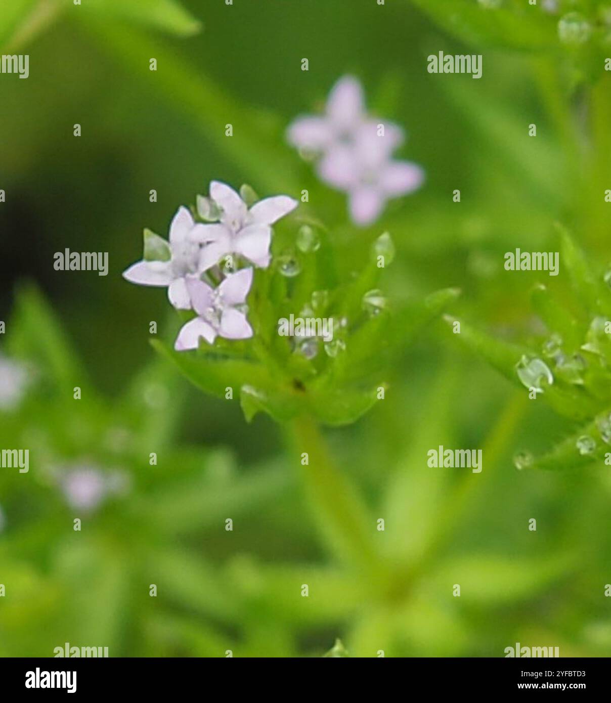 Field madder (Sherardia arvensis Stock Photo - Alamy