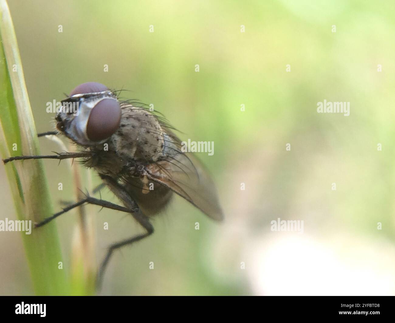Root-maggot Flies (Anthomyiidae Stock Photo - Alamy