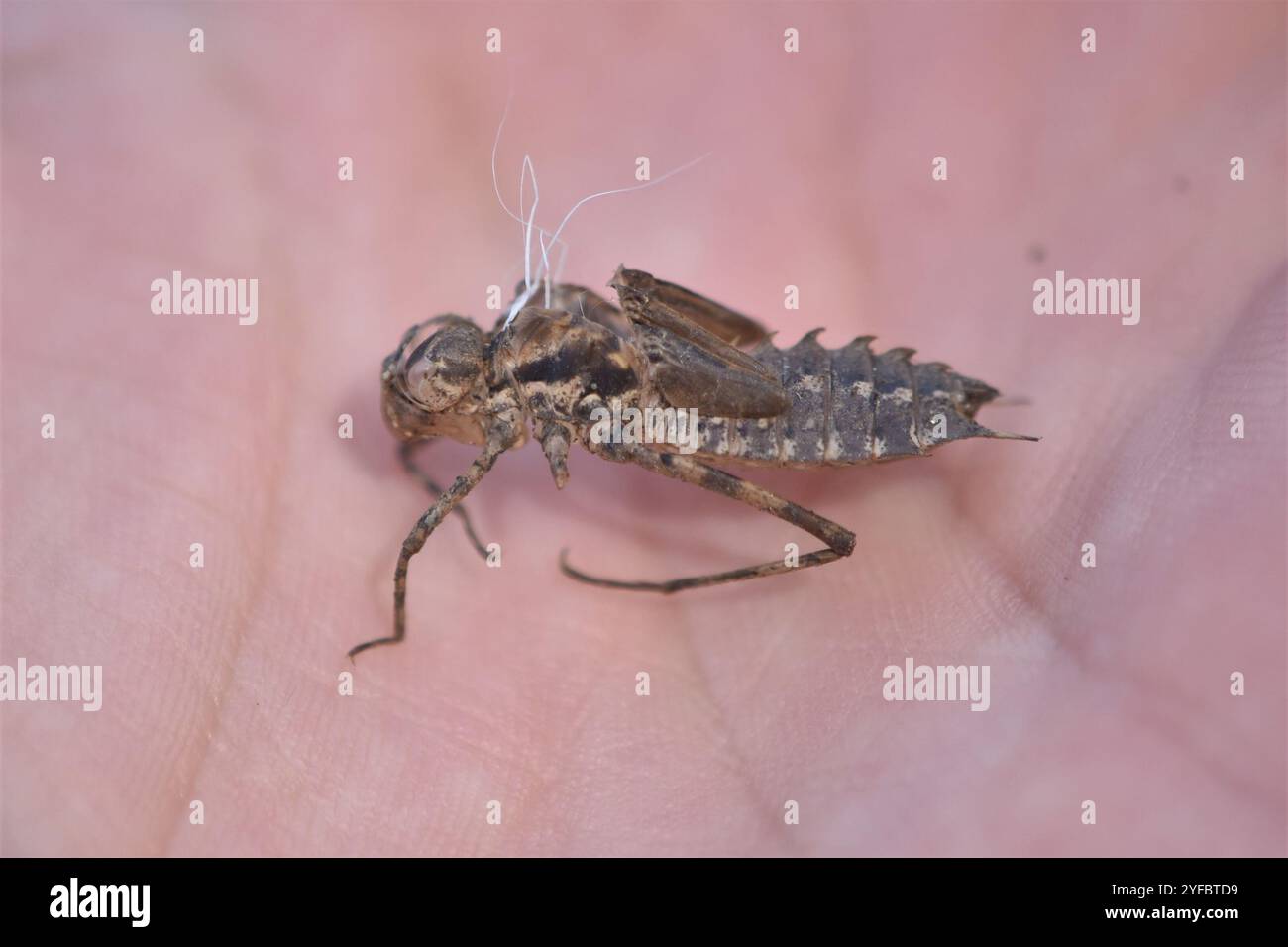Spiny Baskettail (Epitheca spinigera Stock Photo - Alamy