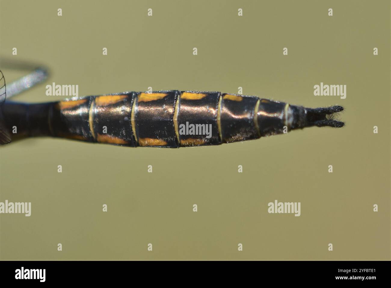 Spiny Baskettail (Epitheca spinigera Stock Photo - Alamy