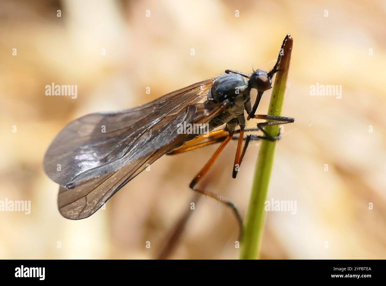 Dance Flies, Long-legged Flies, and Allies (Empidoidea Stock Photo - Alamy