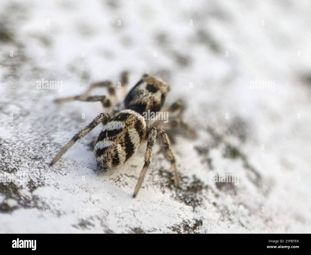 Zebra Jumping Spider (Salticus scenicus Stock Photo - Alamy