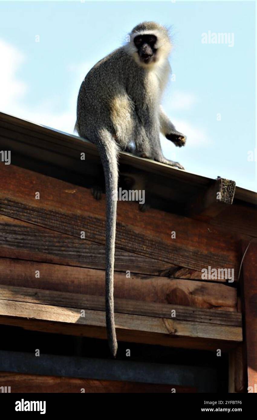 Southern Vervet Monkey (Chlorocebus pygerythrus pygerythrus Stock Photo ...