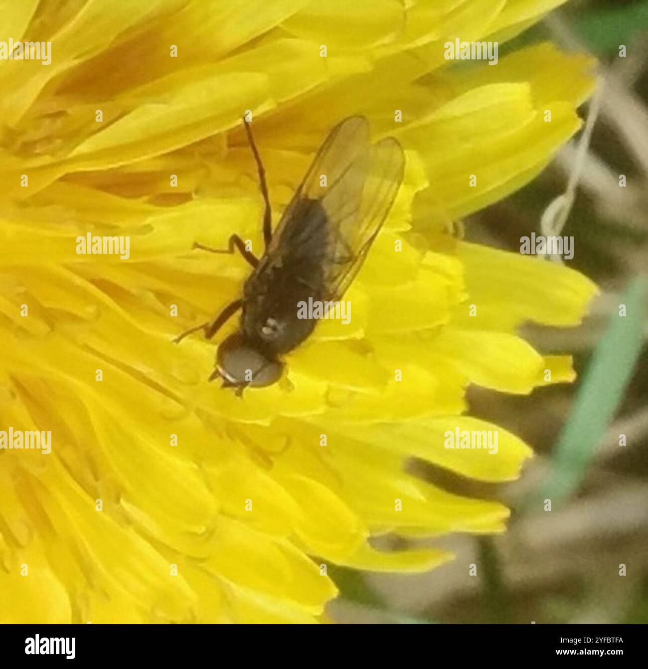 Root-maggot Flies (Anthomyiidae Stock Photo - Alamy