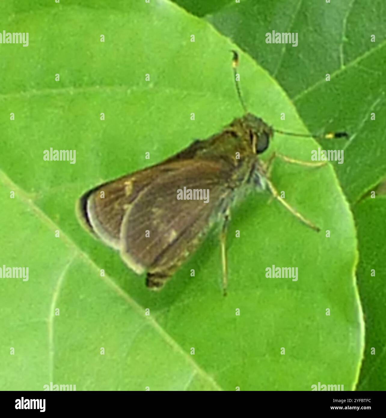 Vernia verna hi-res stock photography and images - Alamy