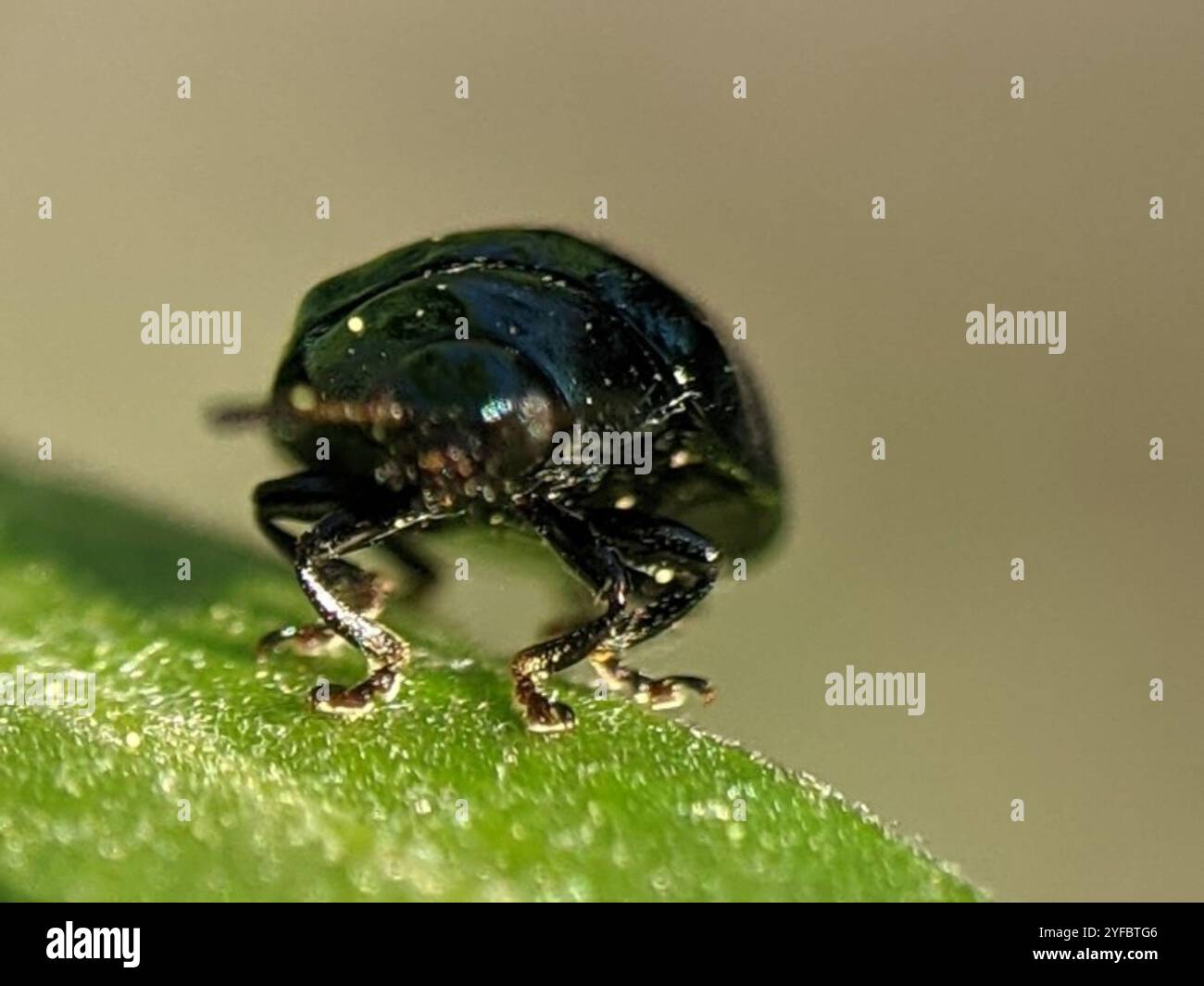 Willow Leaf Beetle (Plagiodera versicolora Stock Photo - Alamy