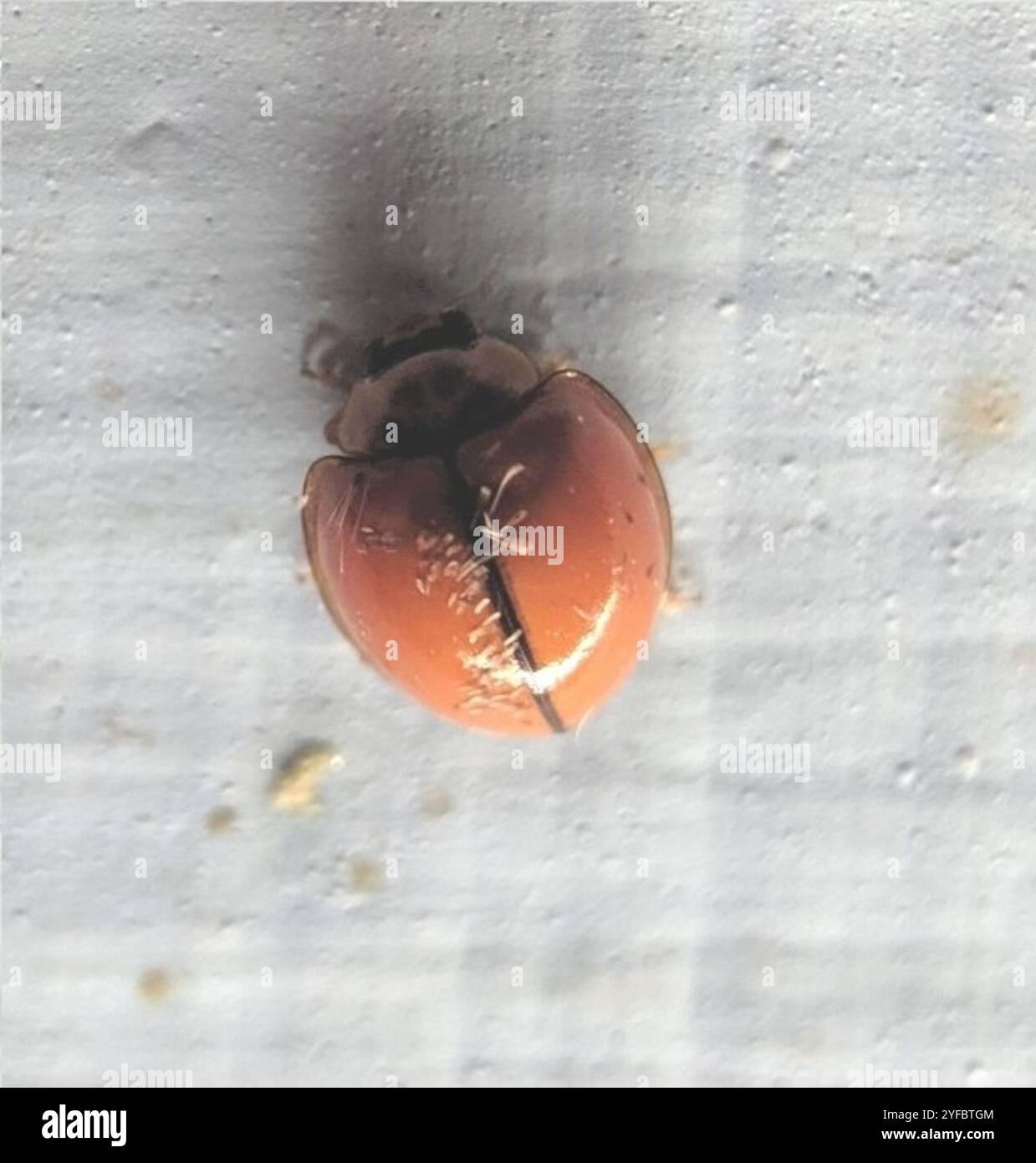 Micraspis hi-res stock photography and images - Alamy