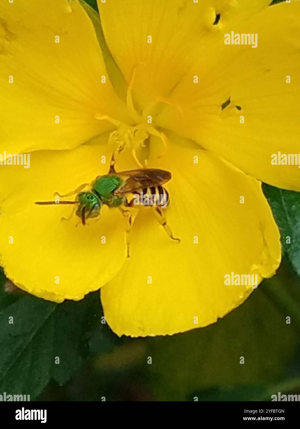 Brown-winged Striped Sweat Bee (Agapostemon splendens Stock Photo - Alamy