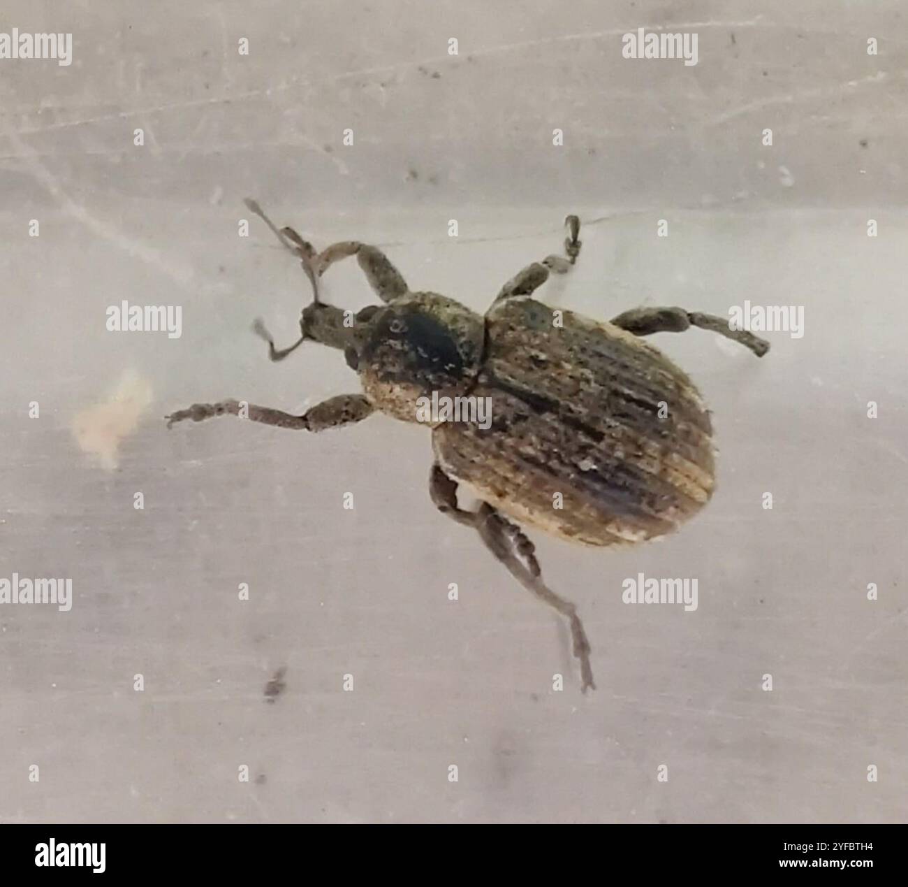 Clover Leaf Weevil (Brachypera zoilus Stock Photo - Alamy