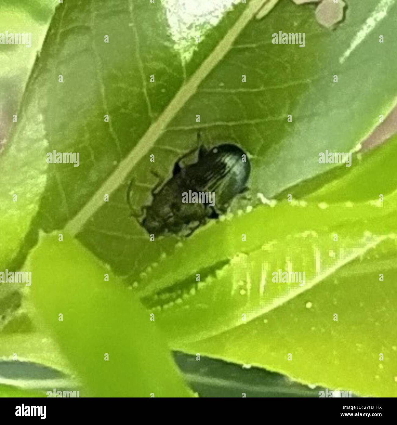 Leaf Beetles (Chrysomelidae Stock Photo - Alamy