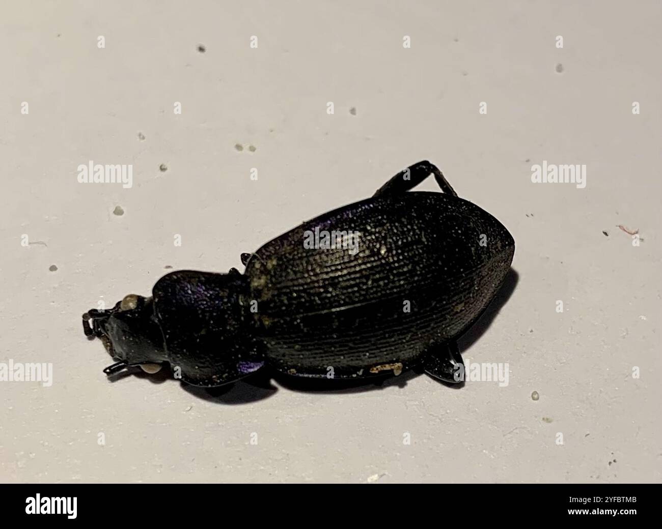 Rough Violet Ground Beetle (Carabus problematicus Stock Photo - Alamy