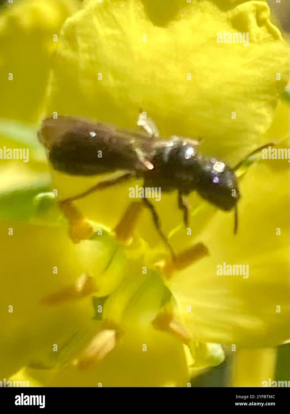 Small Carpenter Bees (Ceratina Stock Photo - Alamy