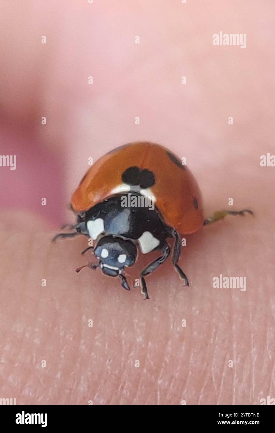 Seven-spotted Lady Beetle (Coccinella septempunctata Stock Photo - Alamy